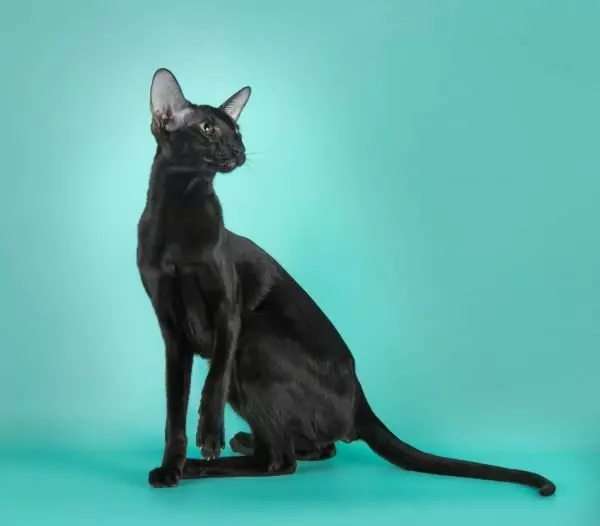 შავი აღმოსავლური კატა ზის