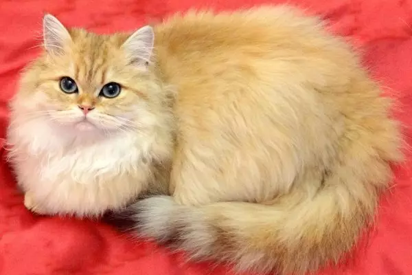 Raudonplaukiai britų ilgos krūtinės katė