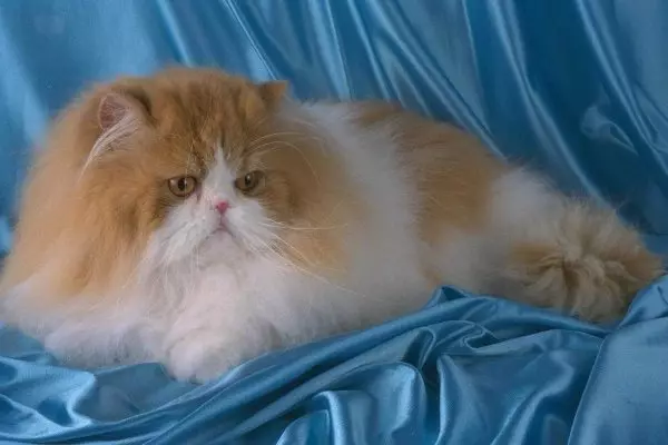 القط الفارسي الأحمر على اللون الأزرق