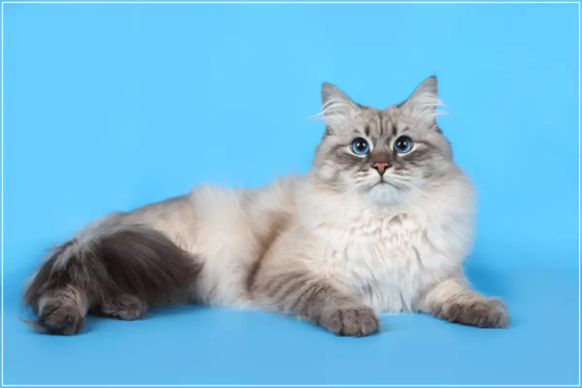 Grey Fluffy Cat Breed Nevskaya Masquerade