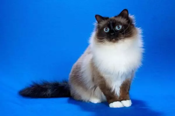 Birmos katė ant mėlynos spalvos