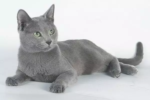 Ruska plava mačka leži na bijeloj pozadini