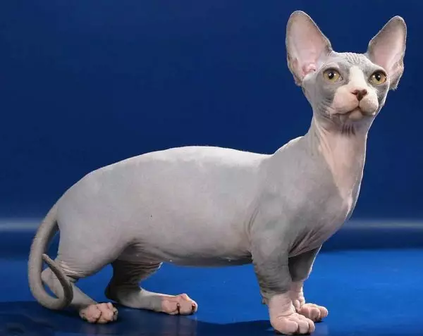 ნაცრისფერი შიშველი კატა Bambino ჯიშის ლურჯი ფონზე