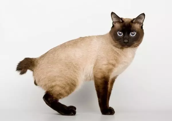 Cat breed Mekongsky Bobtail on a light background