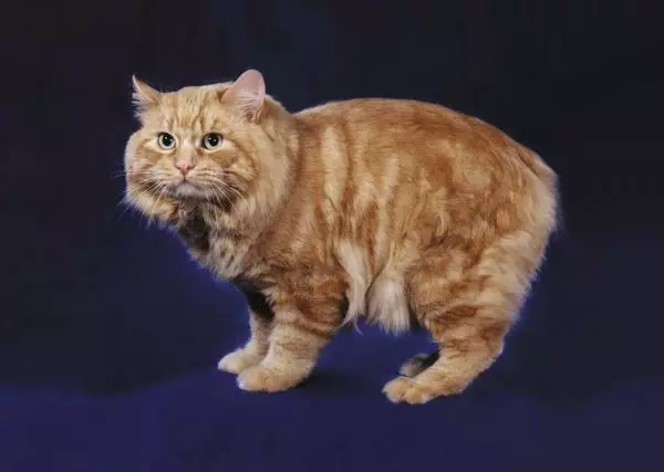 Red Cat порода Кимрик