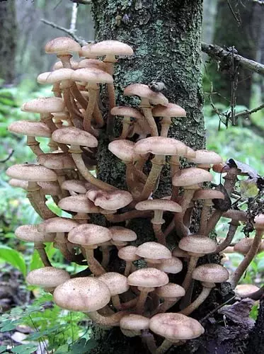 Walkers - Mushrooms Slebo