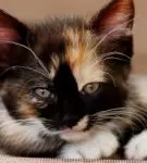 猫カメ：色、迷信、看板、キャラクターの特徴、写真 3046_13