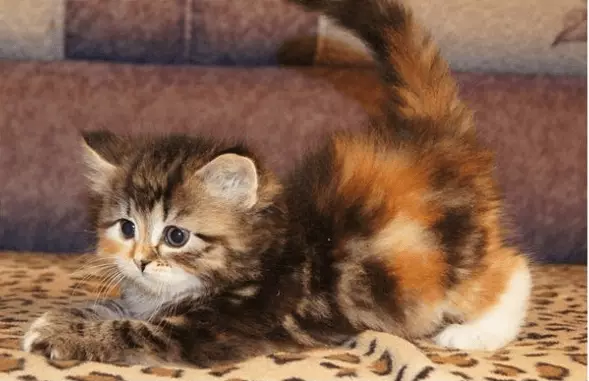 Սիբիրյան kitten