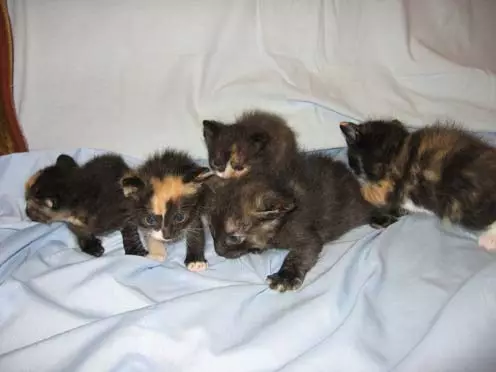 Կրիայի kittens