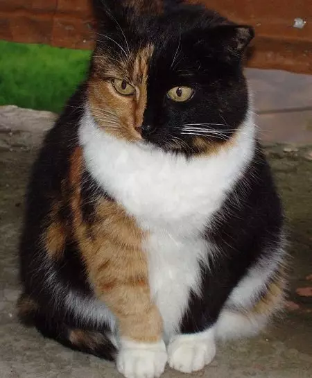 British Tricolor Cat.