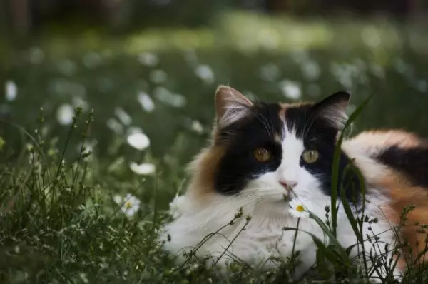 草の上の猫