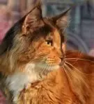 Crwban Cat: Amrywiaethau o liw, ofergoeliaeth ac arwyddion, nodweddion cymeriad, llun 3046_9