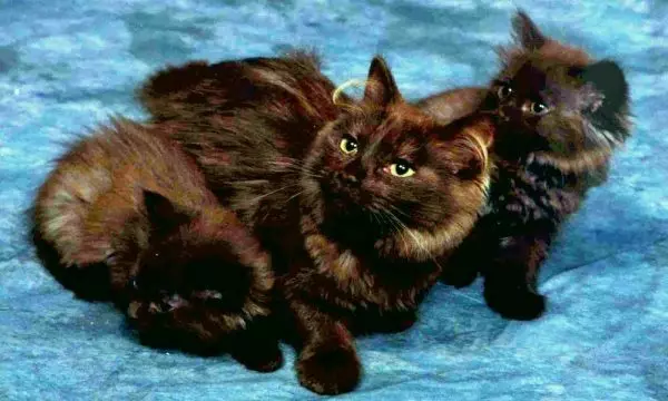 Kaķis ar kaķēniem