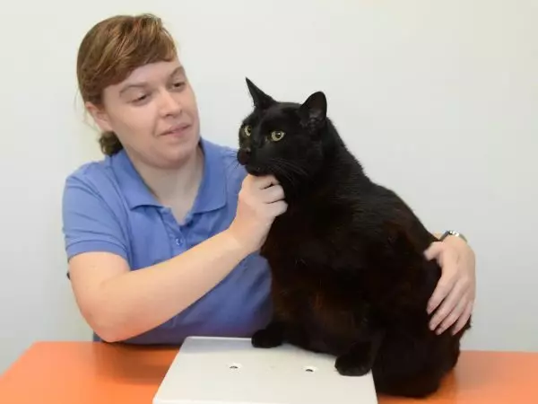 Macska az állatorvosnál