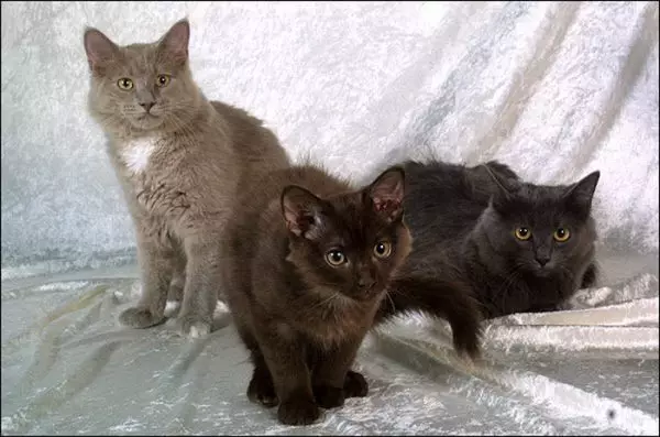 तीन यॉर्क मांजरी