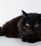 York Cat Black Schockela