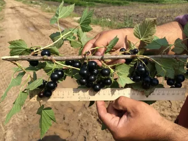 Svartur currant framandi: lýsing og einkenni afbrigða, kostum og göllum, lögun gróðursetningu og brottför + myndir og umsagnir