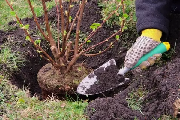 Landung schwarze Johannisbeere