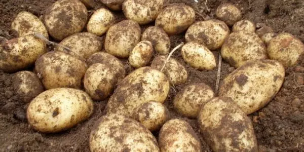 Crop of potatoes Son
