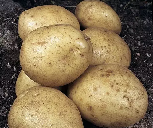 Aardappel aardappelen zoon