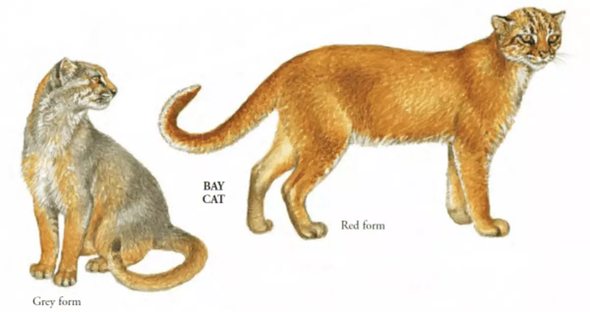 Kalimantanian Cat