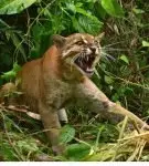 Kalimantanian Cat Spits.