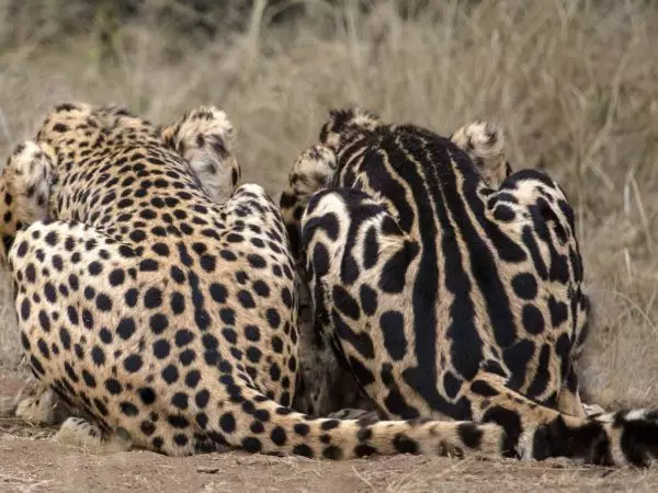 Koninklijke en gewone cheeta's