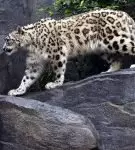 Leopardo da neve