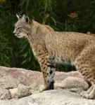 Lynx vermelho