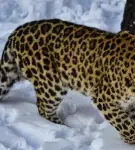 Daleč vzhodni leopard.