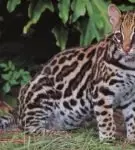 Ocelot.