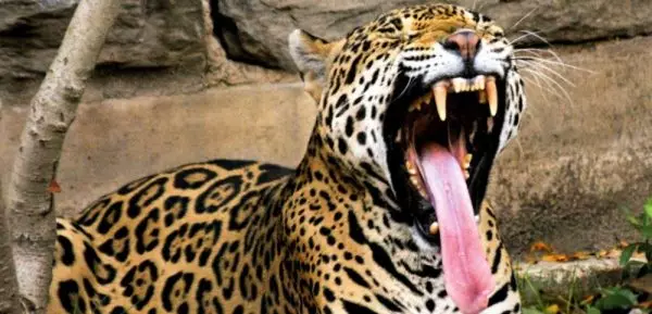 Ipinapakita ng Jaguar ang mga ngipin