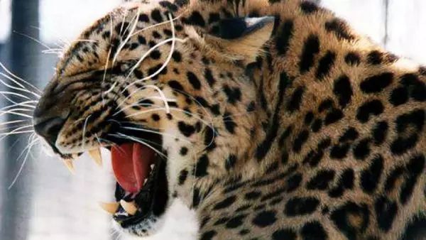 Leopard Rugs