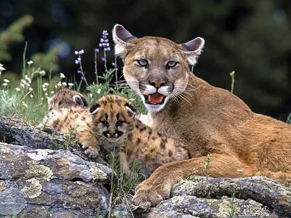 Puma na may Cubs.