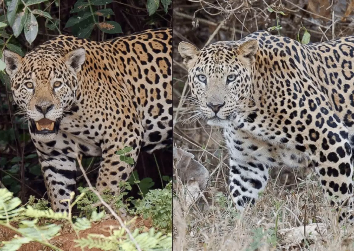 Jaguar ja leopard