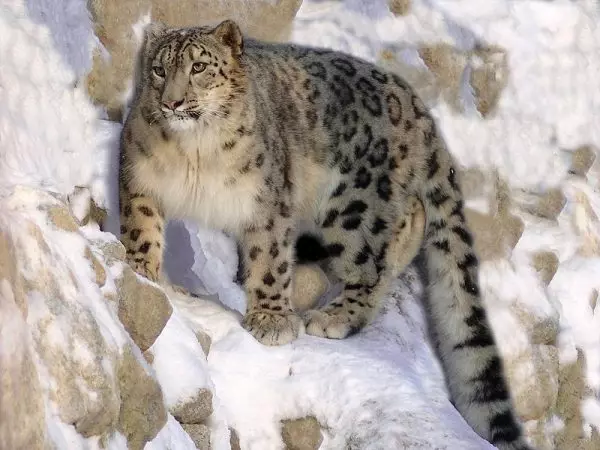 Snow leopard sa snow