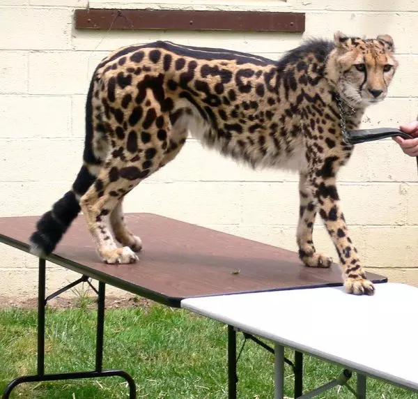 Royal Cheetah.