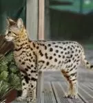 Mačka savanna
