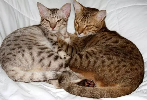 Dua kucing Bengal.