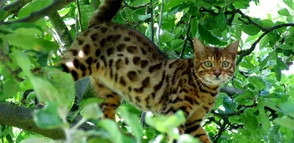 USSURI CAT na drevesu