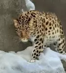 Leopard.