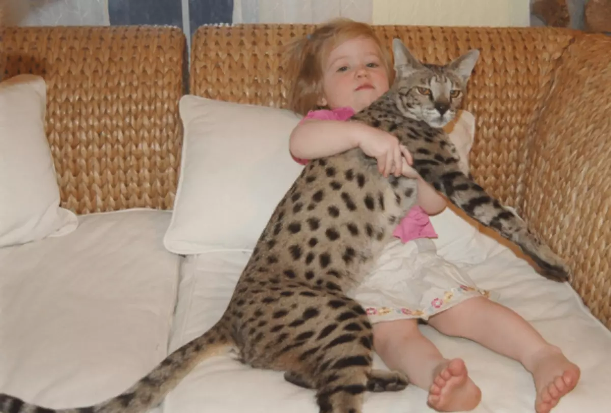Savanne kat met een meisje