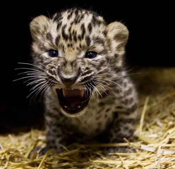 Gatinho leopardo.