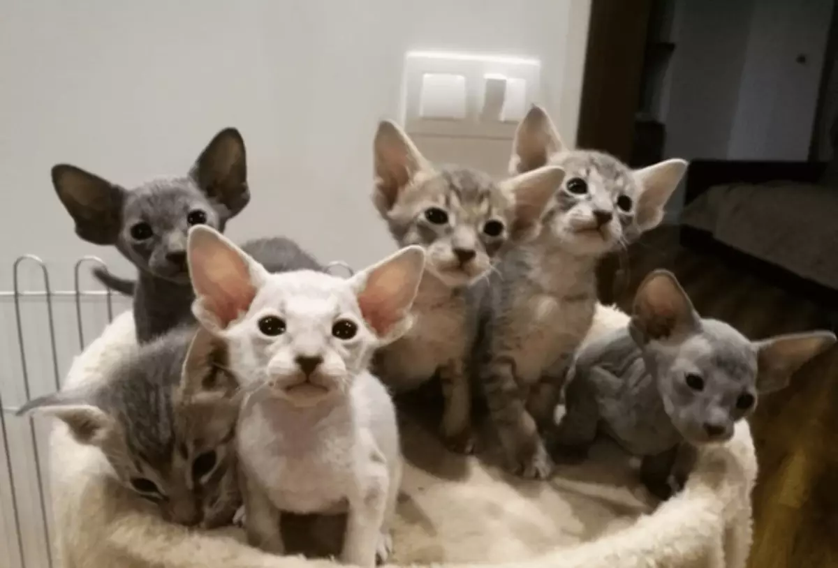 Kittens բույնի մեջ