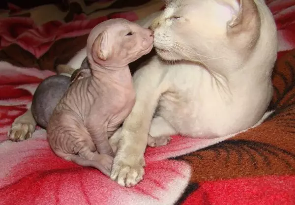 Peterbold mamma med kattunge