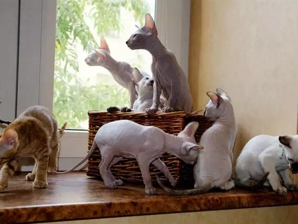 Gatitos en el alféizar de la ventana