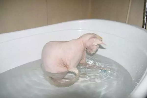 peterbold ในอ่างอาบน้ำ