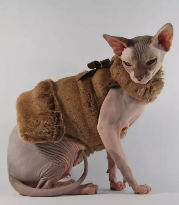 Kucing botak dalam pakaian