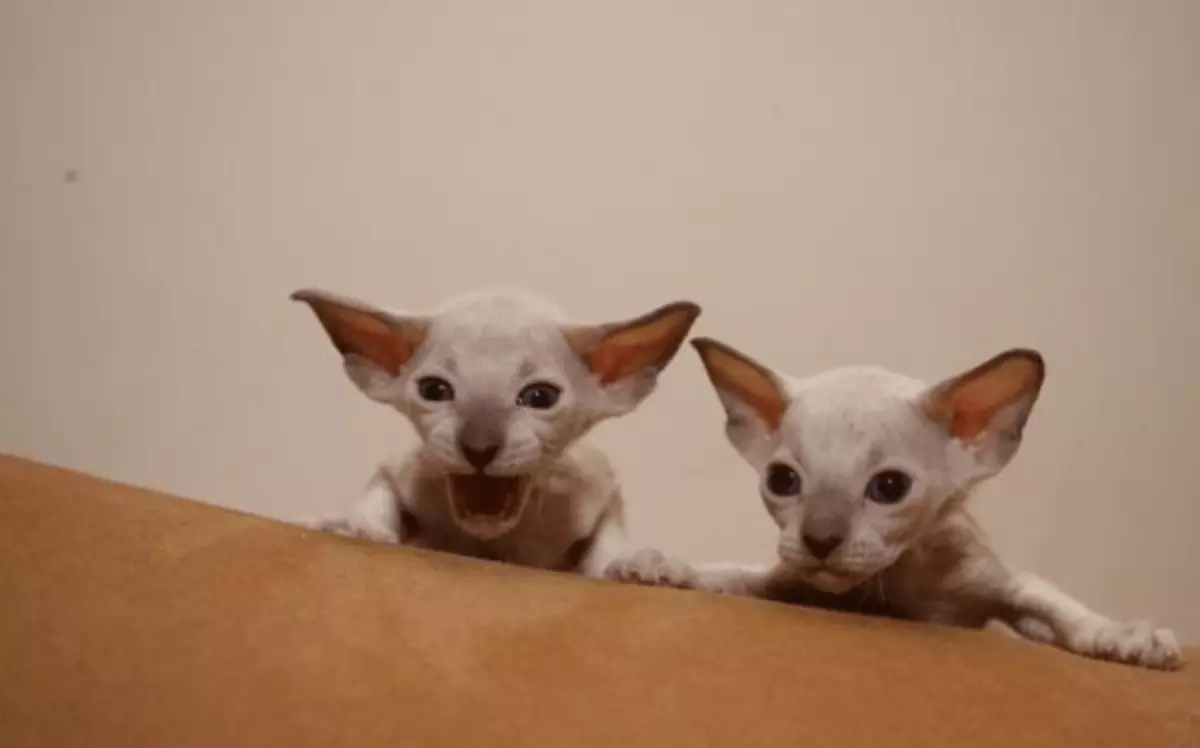 Kittens abụọ