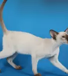 Siamese katt